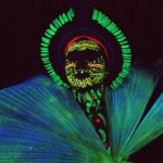 Denilson Baniwa: Arte, Ativismo e a Voz Indígena amplificada na ...